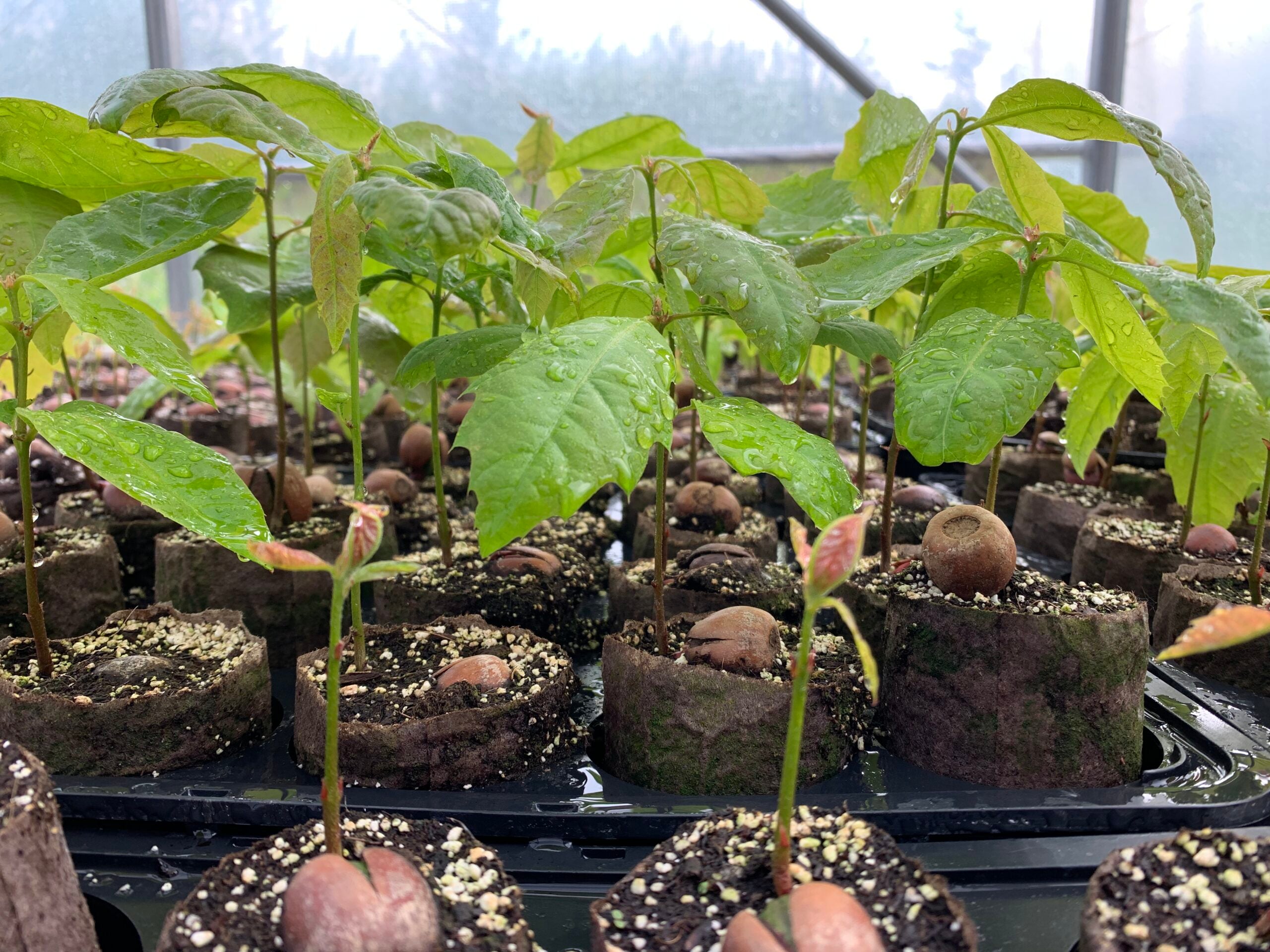 Collecting & Growing Native Trees from Seed @KPL – Reep Green Solutions
